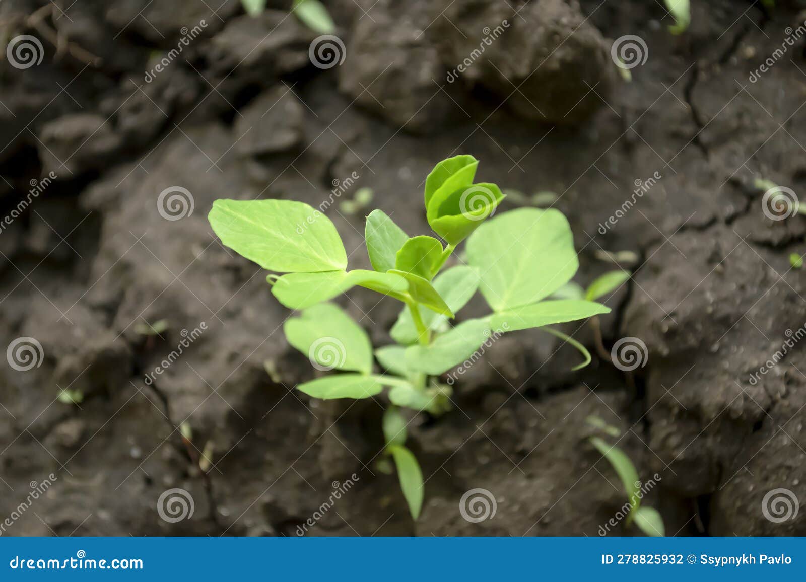 Young Pea Plant. a Young Pea Plant in the Garden. Pea Bush in Early ...