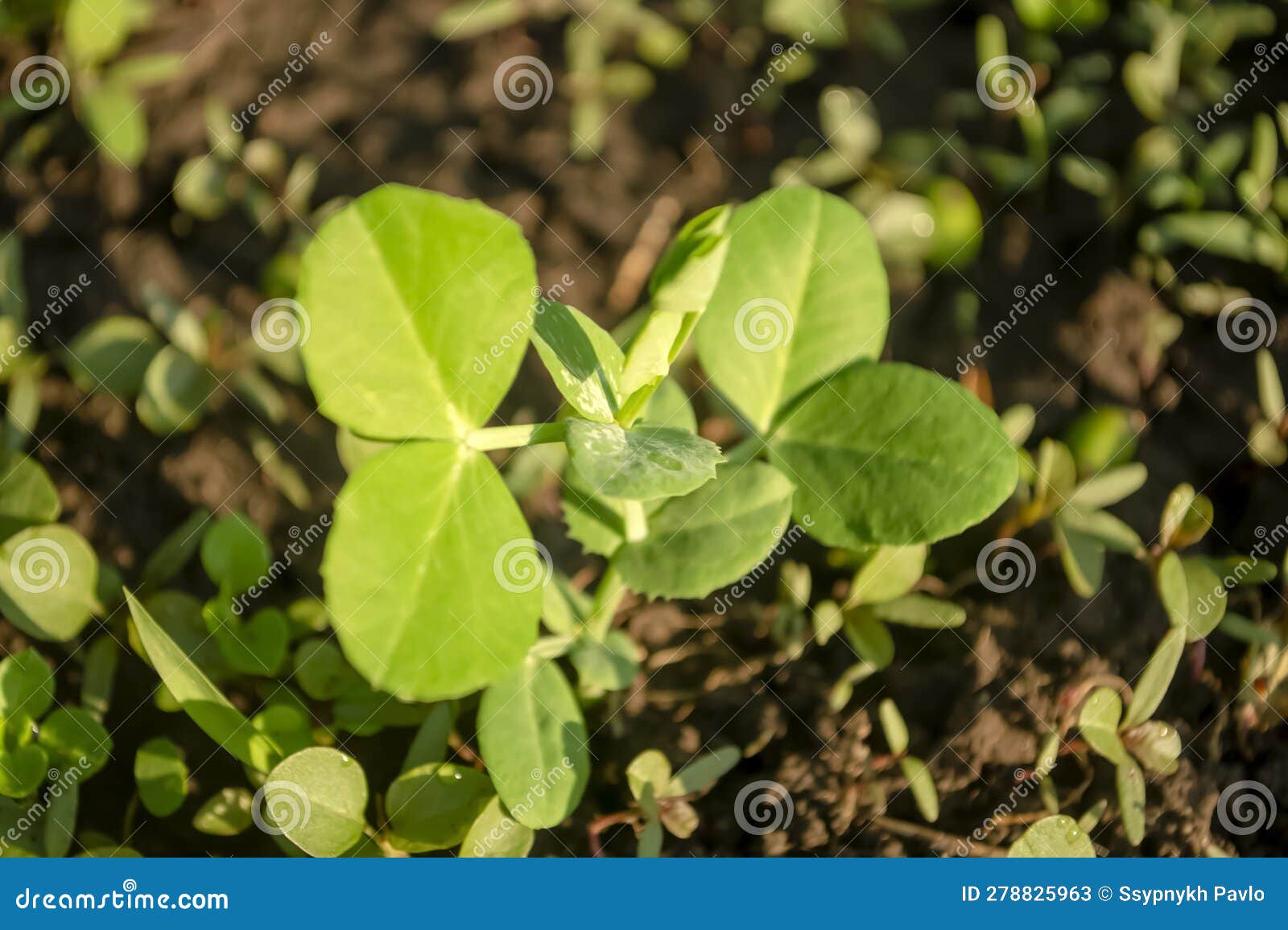 Young Pea Plant. a Young Pea Plant in the Garden. Pea Bush in Early ...