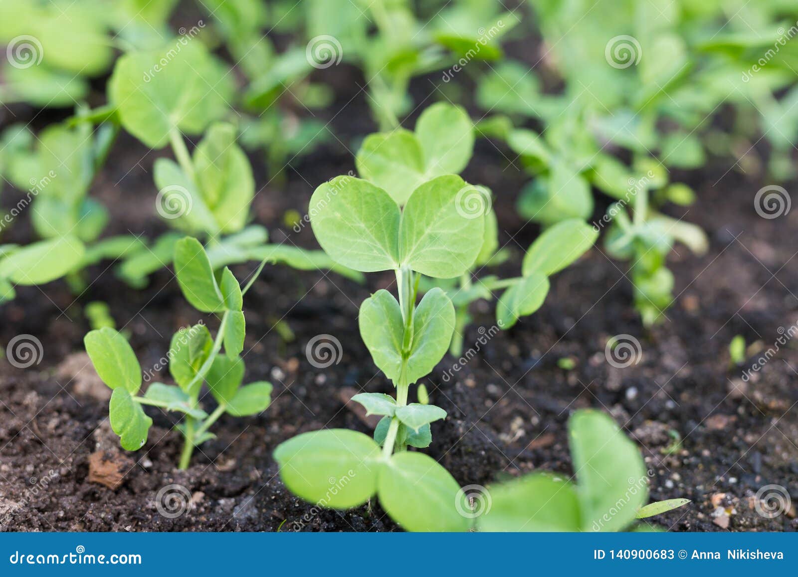 Spring Early Summer Young Pea Plants in Early Spring Garden. Spring ...
