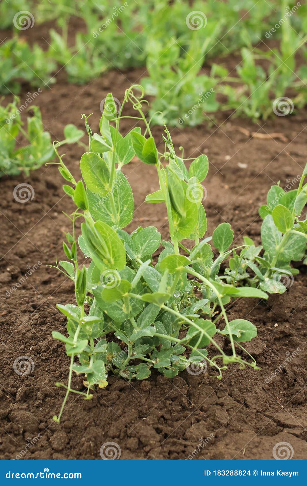 Young pea plants stock photo. Image of farm, agriculture - 183288824