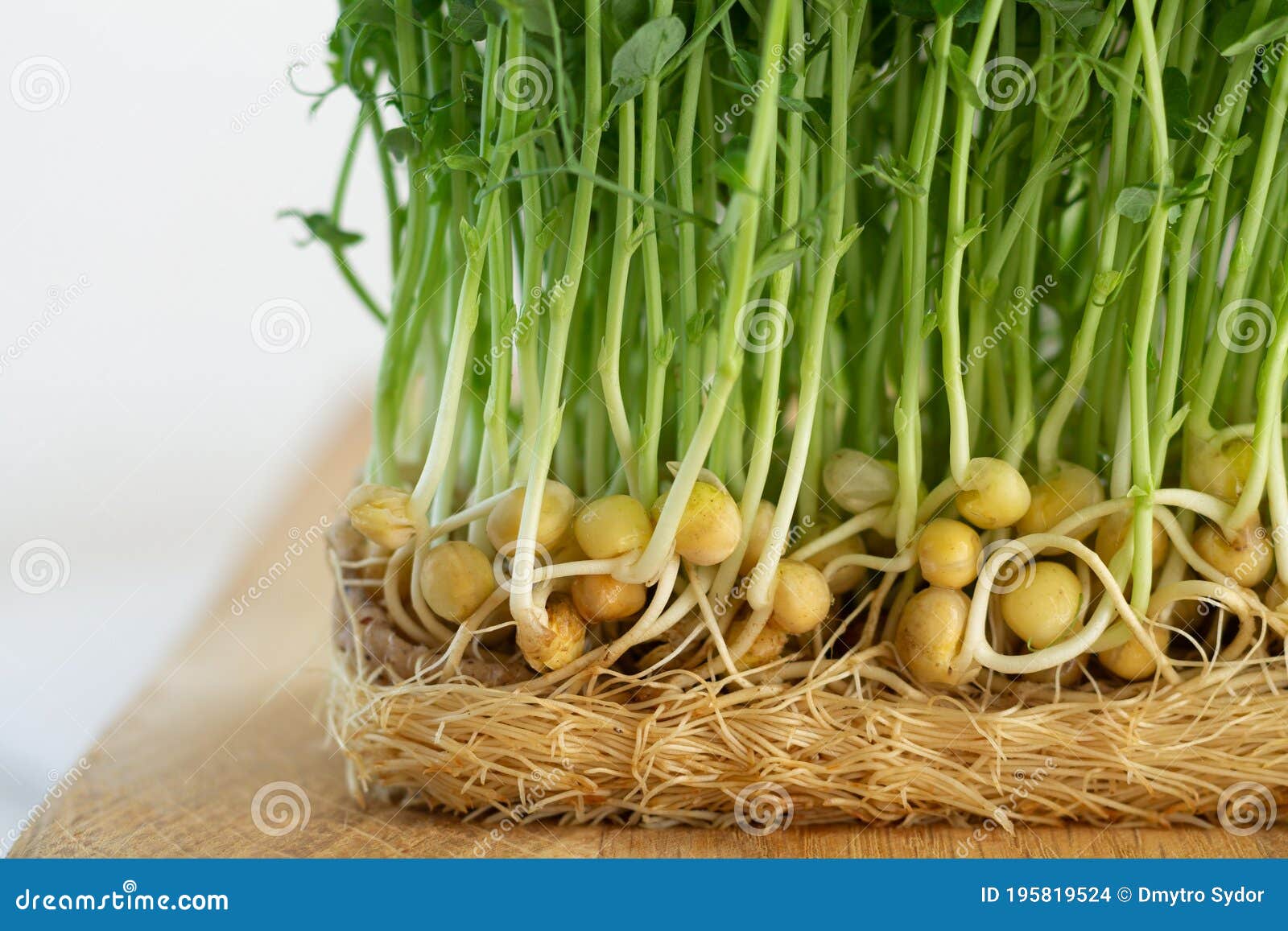 Young Pea Sprouts Growing Microgreen Close-up Stock Photo - Image of ...