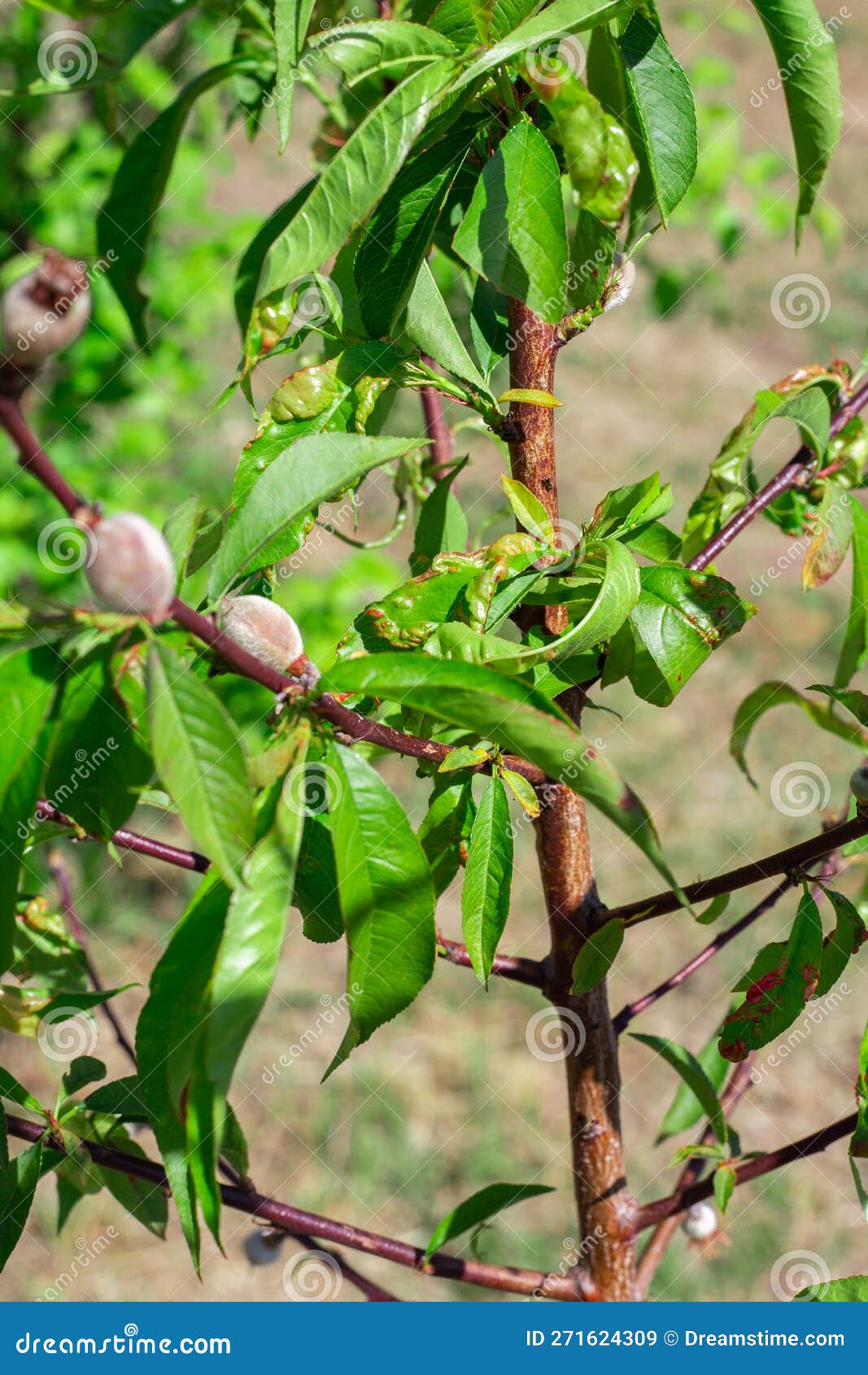 A Young Peach Tree with Forming Fruit and Leaves Affected by the ...