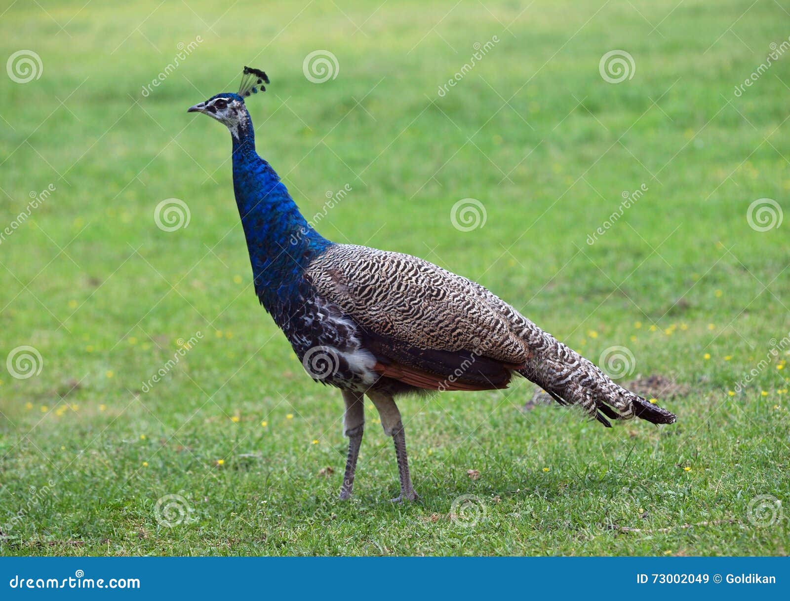 Royalty Free Images, Cartoons, Illustrations And Photos Designed By ...