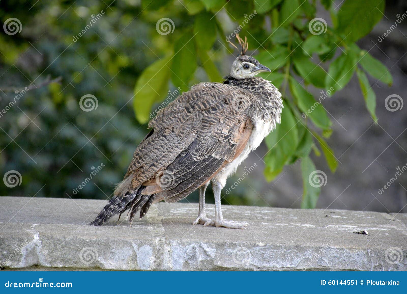 Young peacock standing stock image. Image of male, tail - 60144551
