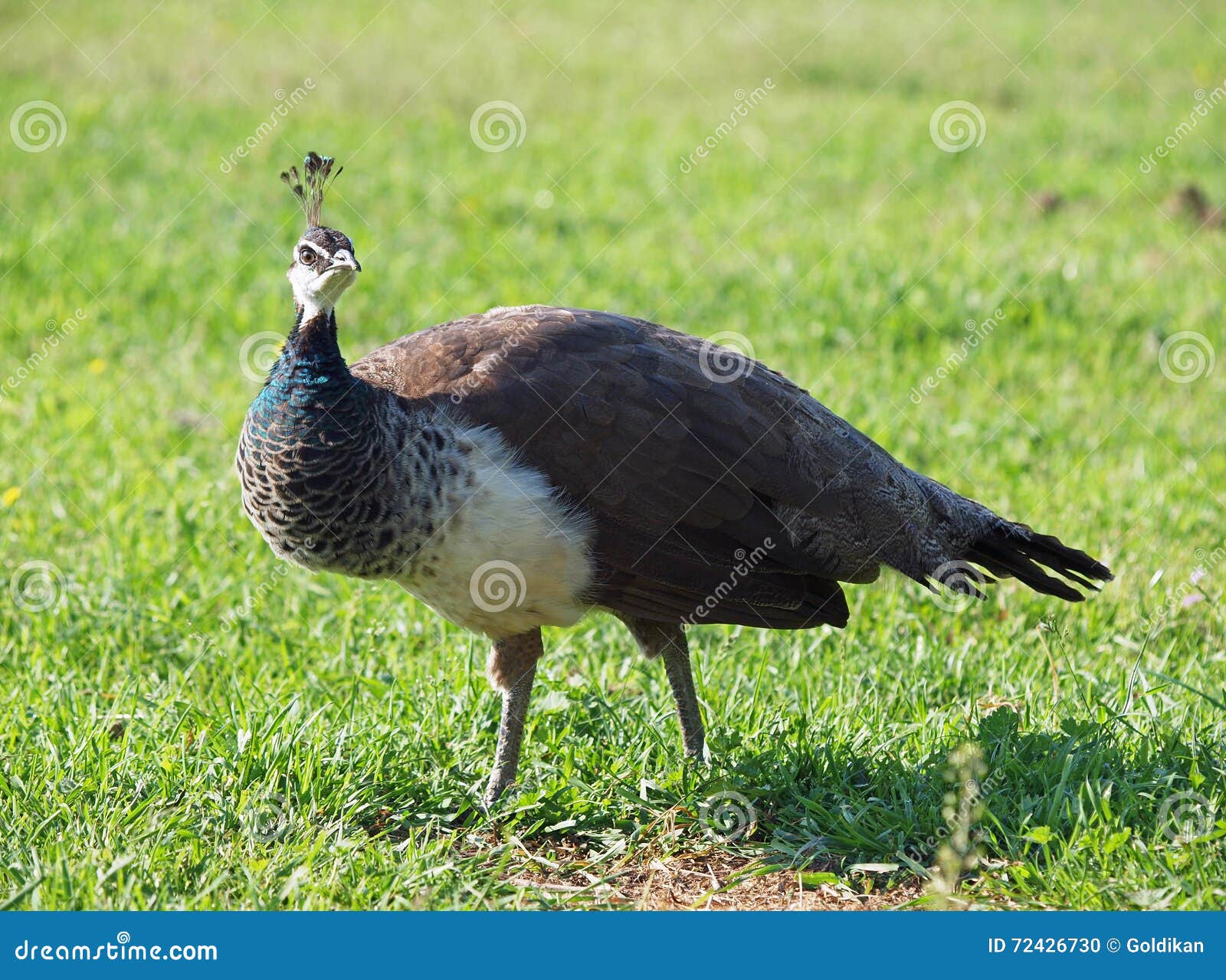 Wild Peahen Walking In Grass Stock Image | CartoonDealer.com #134079865