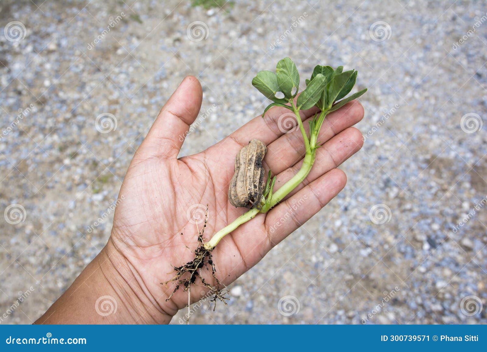 Young Peanut or Groundnut Tree Plant with Leaves and Seed in Hand ...