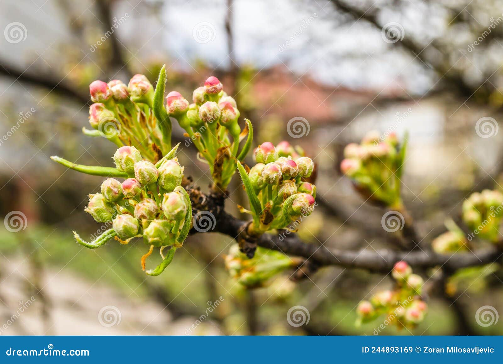 Young pear buds stock image. Image of beauty, fresh - 244893169
