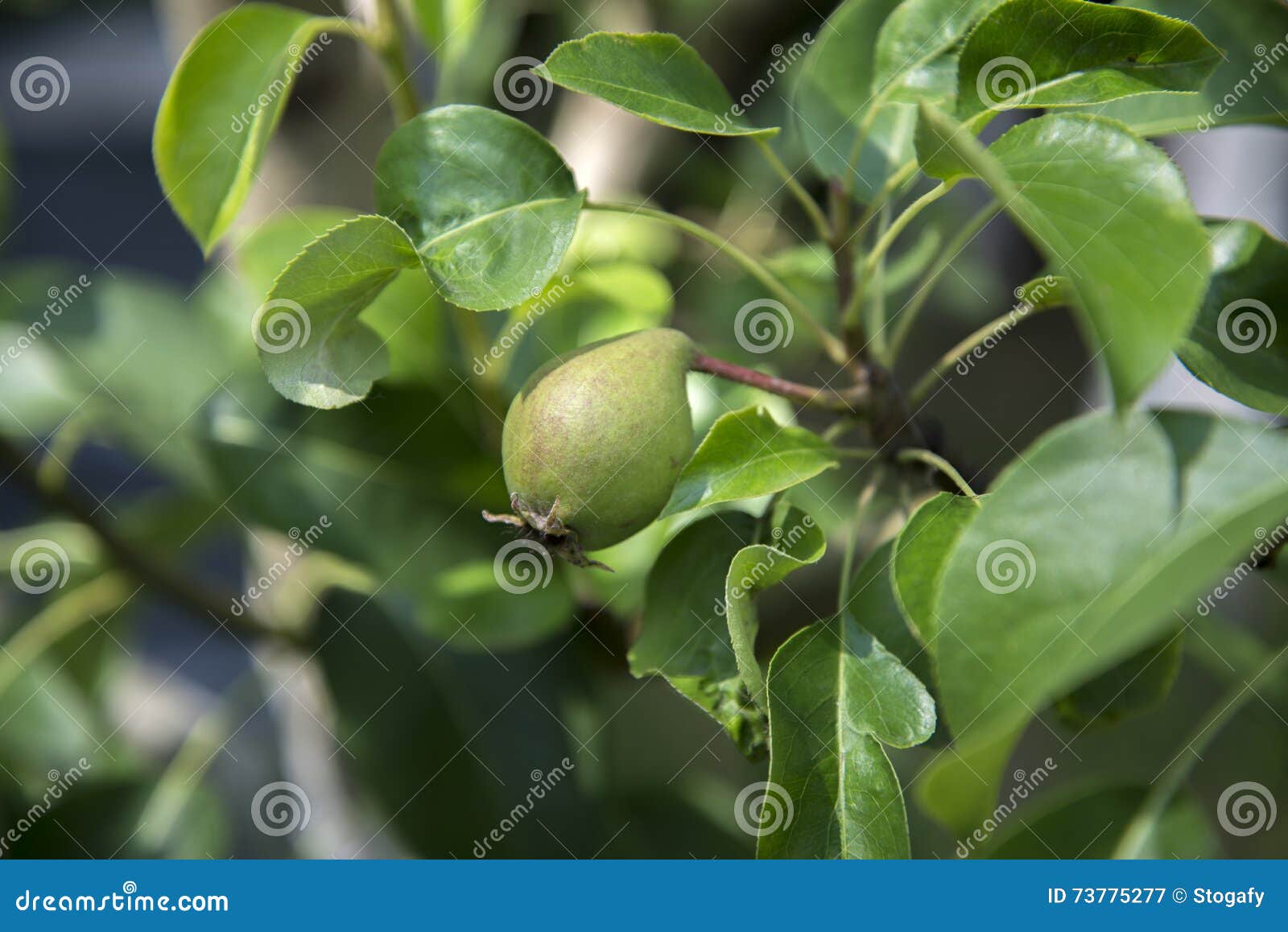 Young pear fruit on tree stock image. Image of growing - 73775277