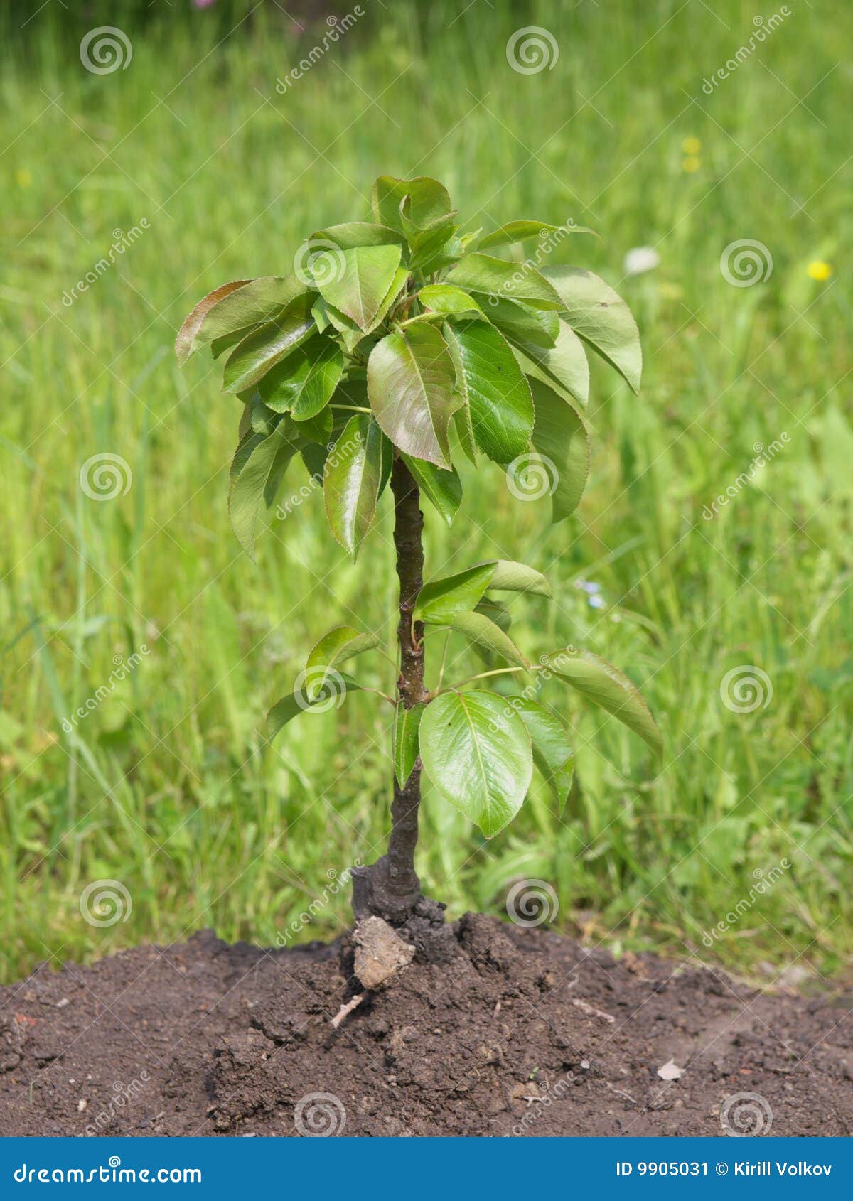 Young pear tree stock image. Image of life, growing, nature - 9905031