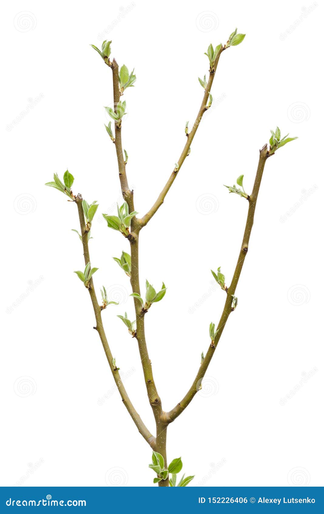 Young Pear Tree Isolated on White Background Stock Photo - Image of ...