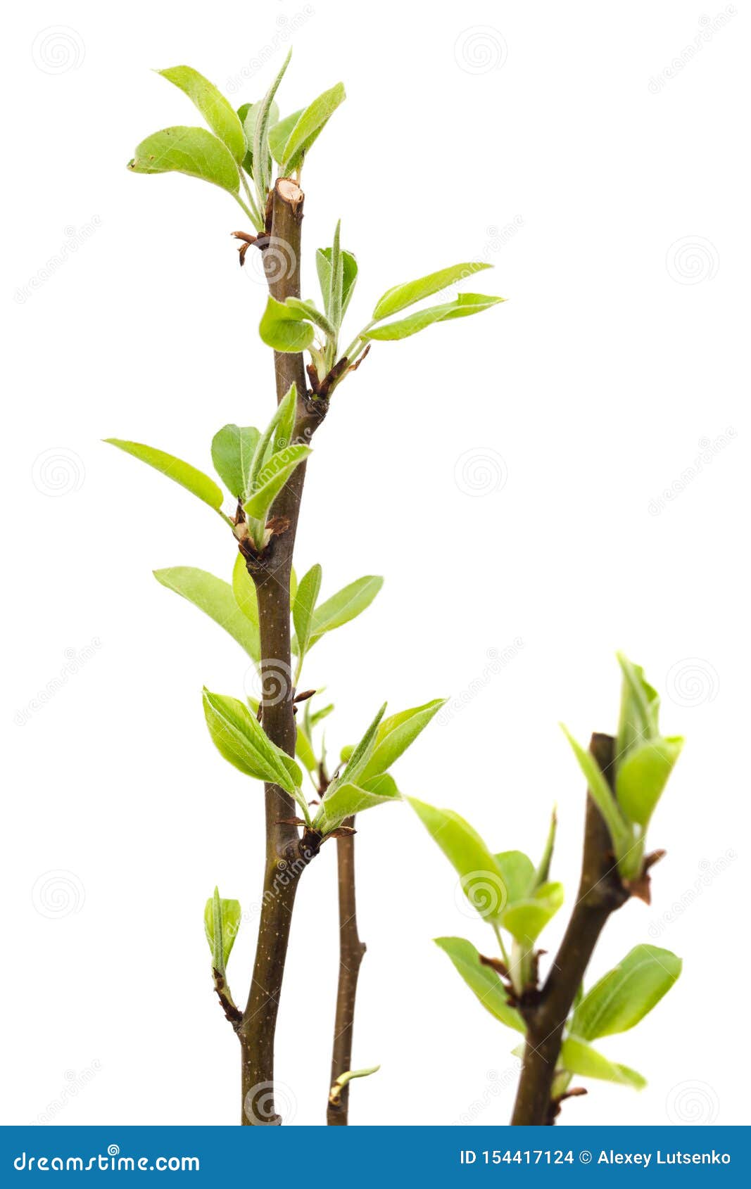Young Pear Tree Isolated on White Background Stock Photo - Image of ...