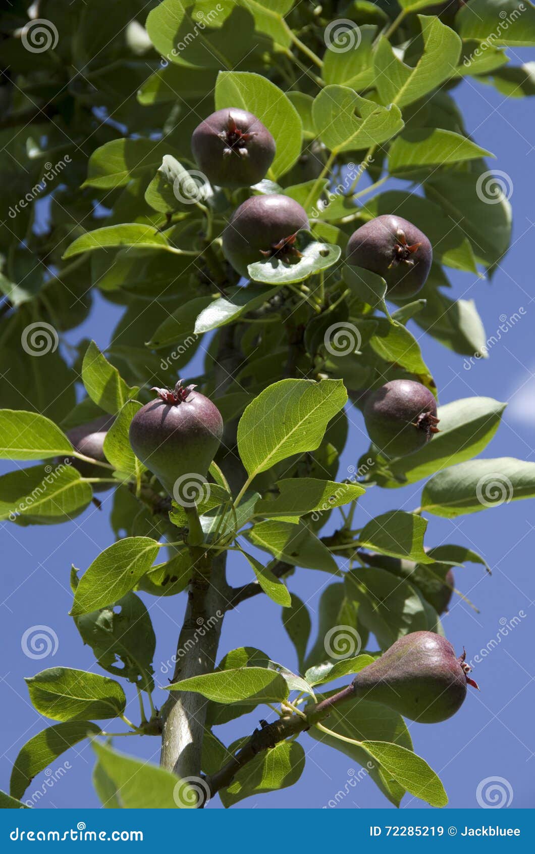 Young pear on tree stock image. Image of suny, tree, young - 72285219
