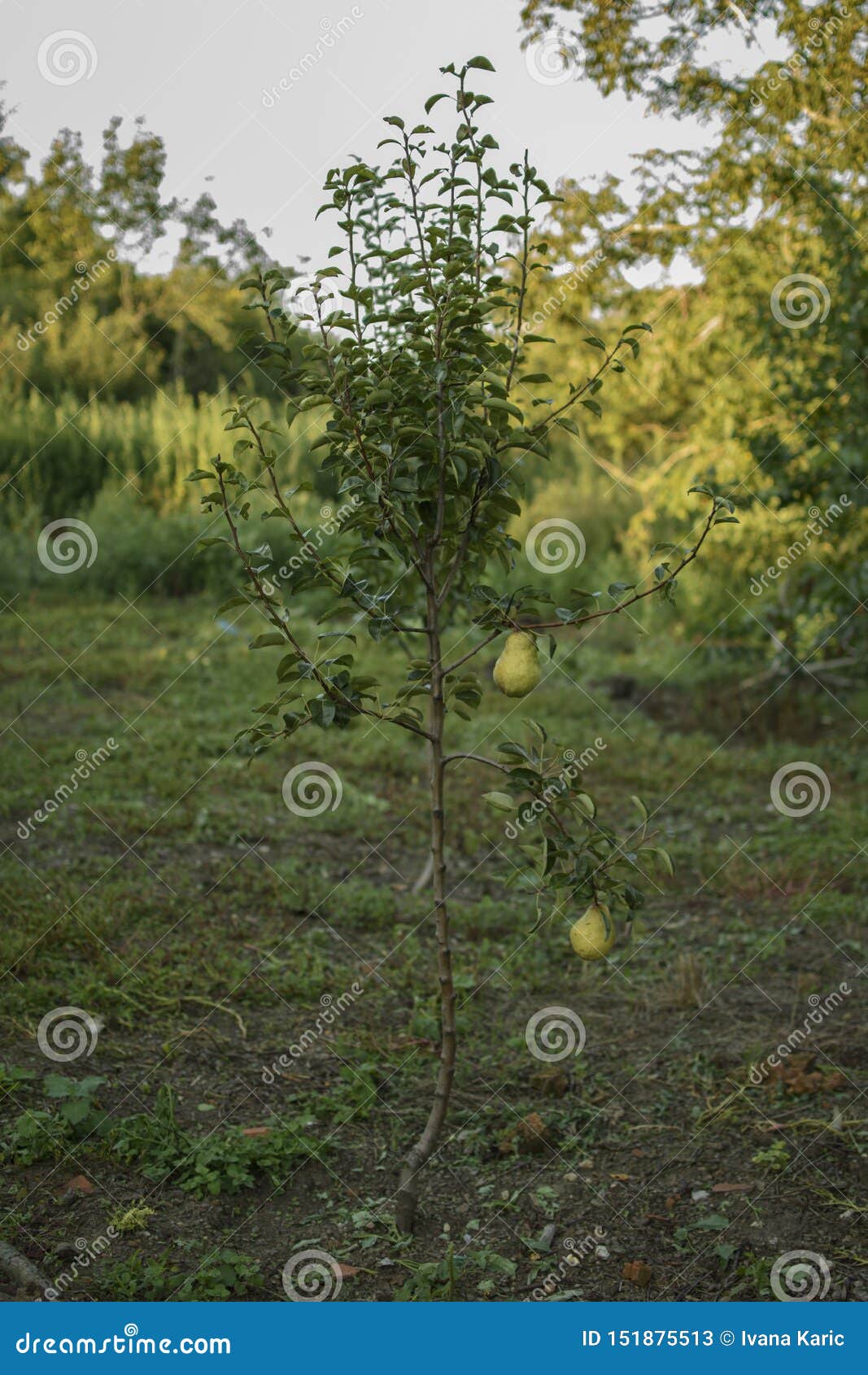 Pear Seedling with Two Pears Stock Image - Image of branches, tree ...