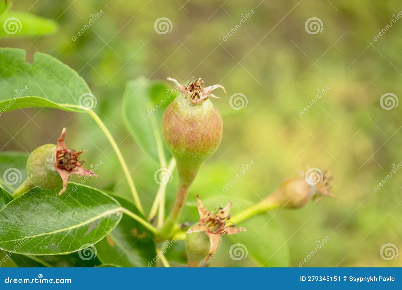 Young Pears Ripen on the Tree. Fruit Germs on a Pear. after the Flowers ...