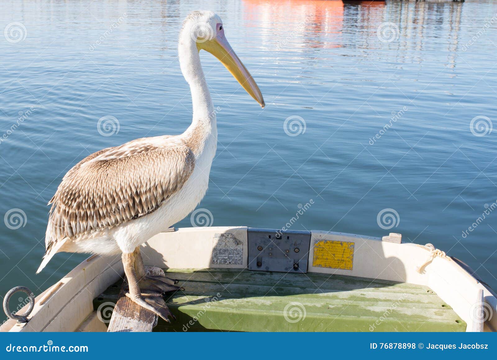 Young Pelican on Edge of Dingy Stock Photo - Image of beak, walvis ...