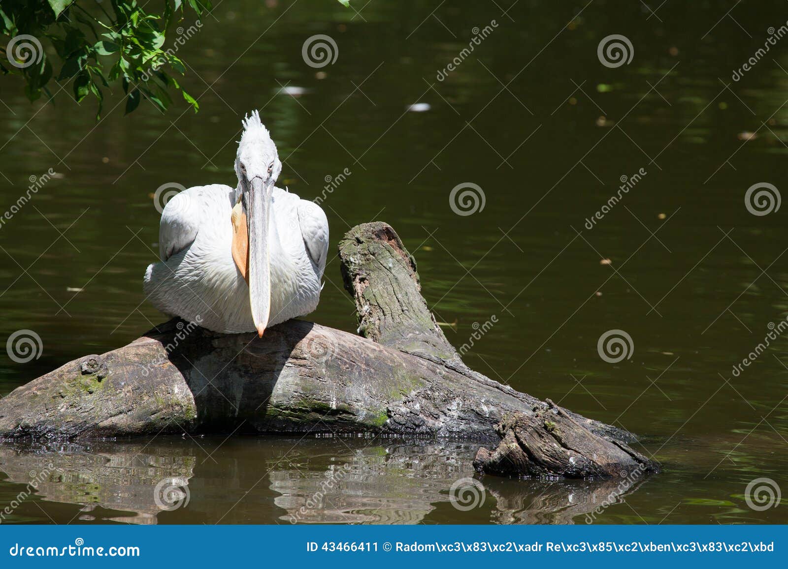 Young Pelican Sitting on a Tree Stock Image - Image of fishing, crested ...