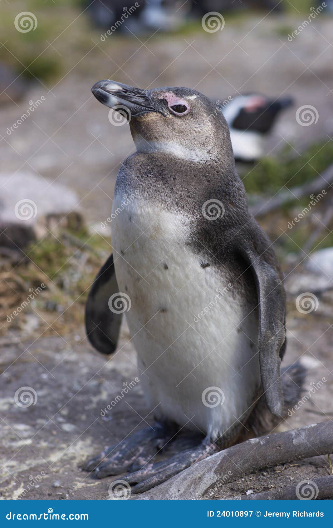 Young Penguin stock image. Image of rare, spheniscus - 24010897