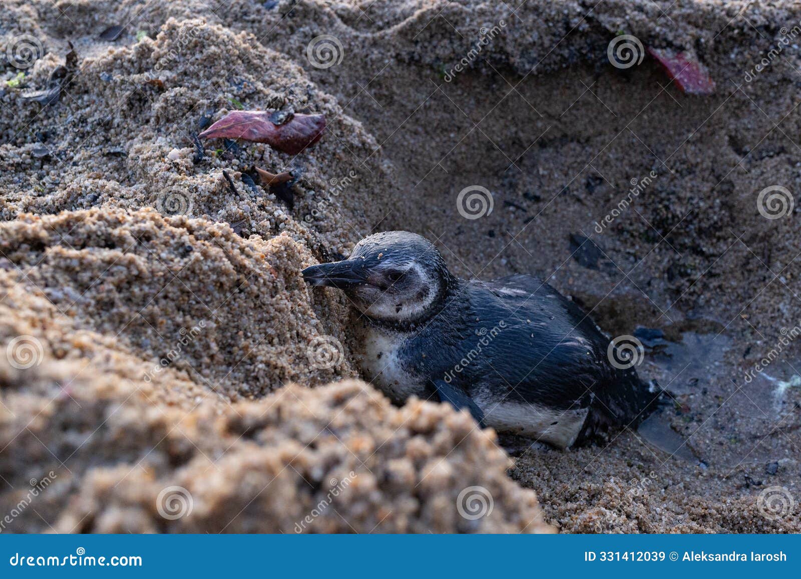 A Young Penguin Nestled in the Sand, Resting on a Beach, Capturing a ...