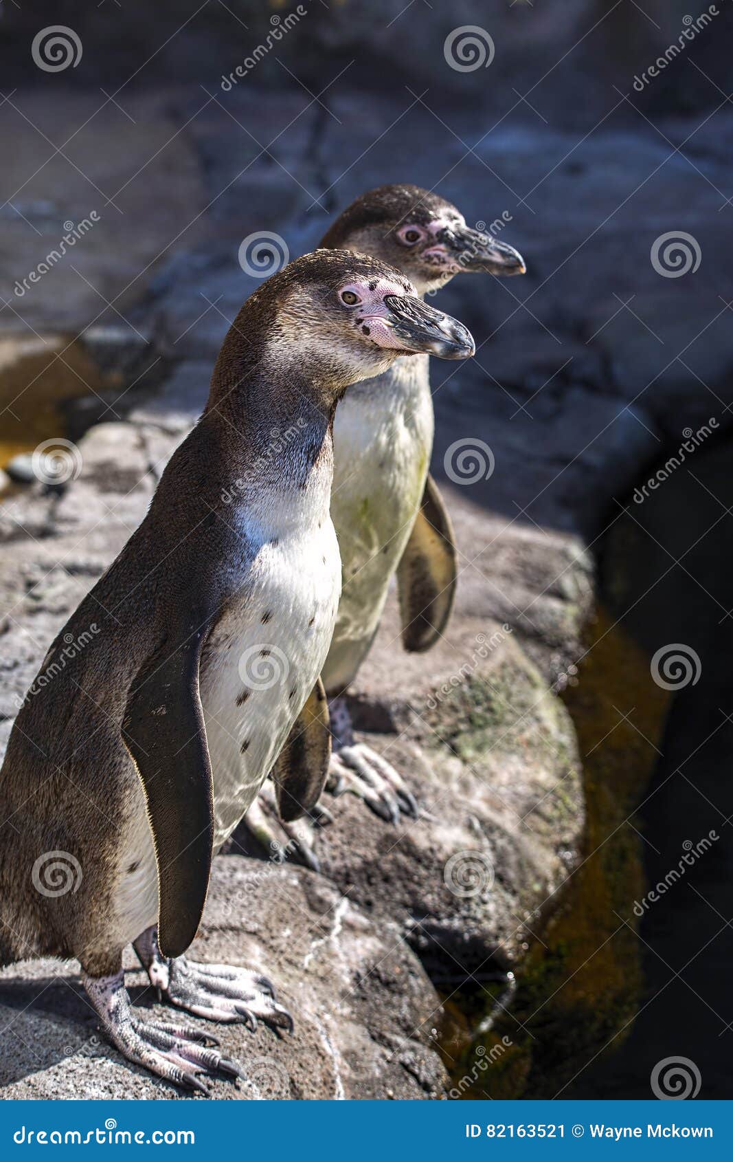 Waddle Pool At A Luxury Beach Resort Stock Photo | CartoonDealer.com ...