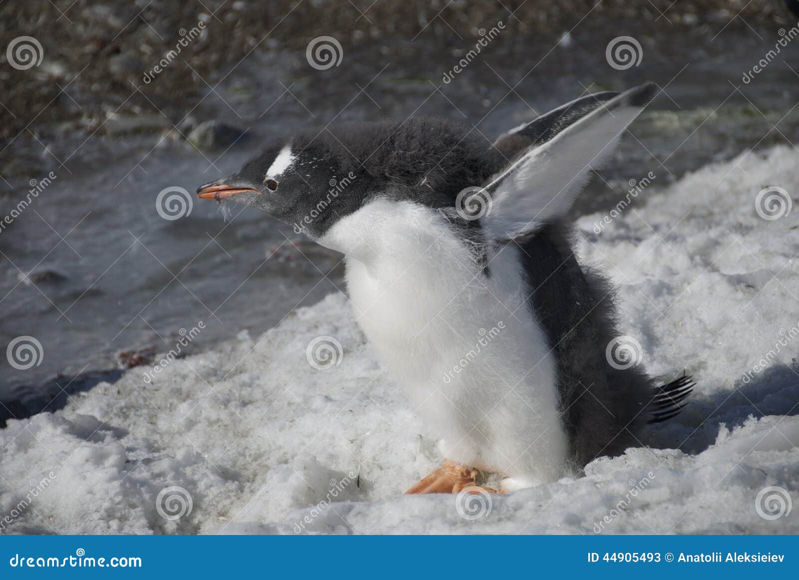 Young penguin on the shore stock image. Image of blue - 44905493