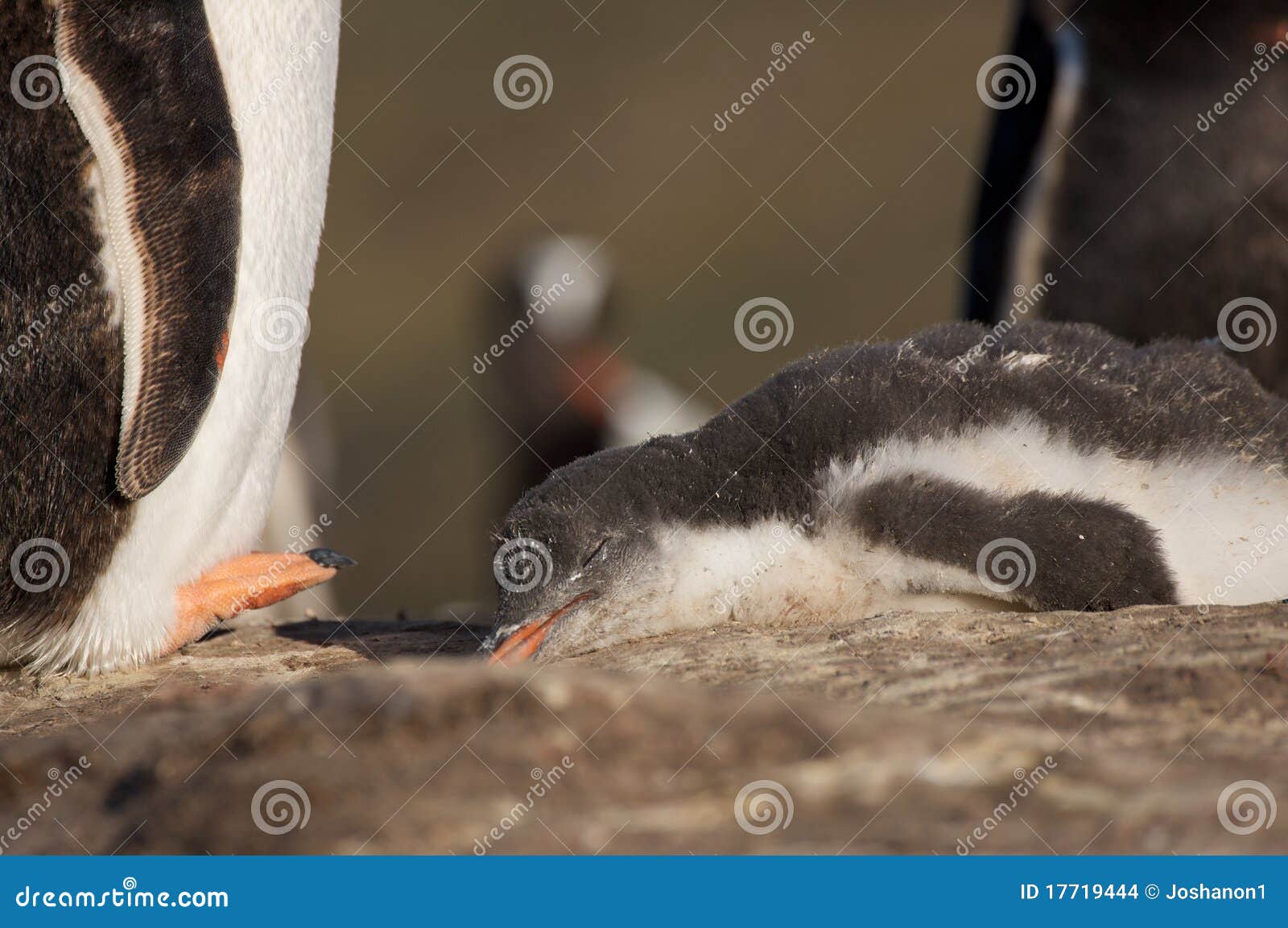 Young Penguin Sleeping stock photo. Image of bird, focus - 17719444