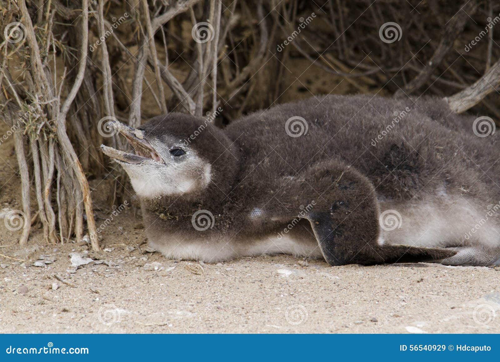 Young Penguin Waiting His Father Stock Image - Image of cape, fauna ...