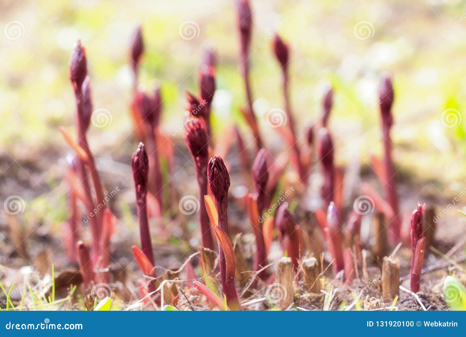 Young Peony Shoots in Early Spring Stock Photo - Image of overgrown ...