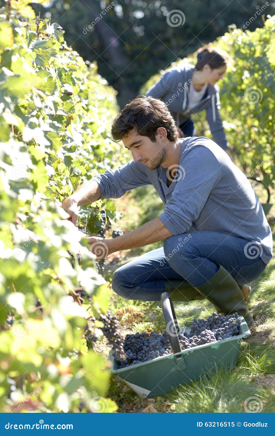 Young People in Vineyard Picking Up Grapes Stock Image - Image of rural ...