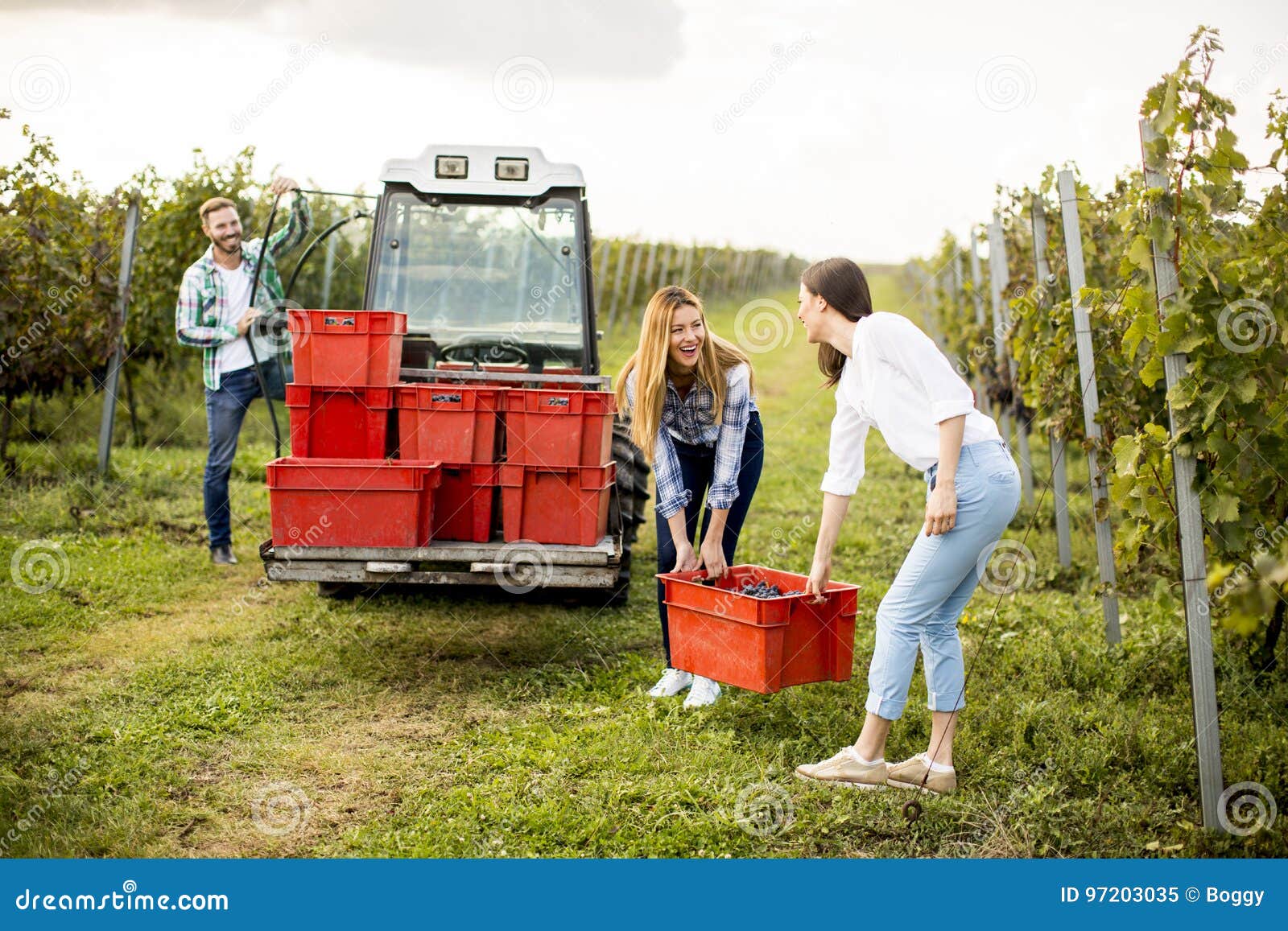 Young People Working in the Vineyard Stock Image - Image of outdoors ...
