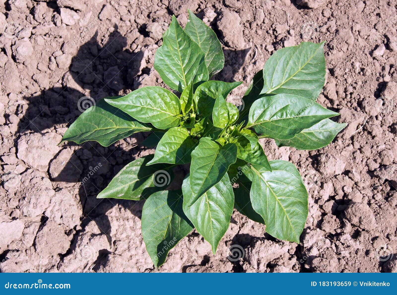 Young Pepper Capsicum Annuum Plants Stock Image - Image of annuum, food ...