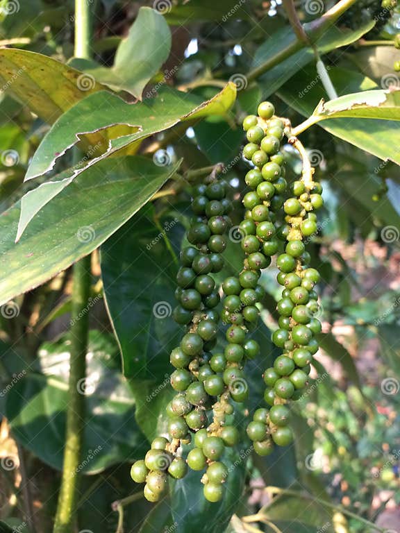 Young Pepper Fruit on the Tree Pepper with a Spicy Taste Stock Photo ...