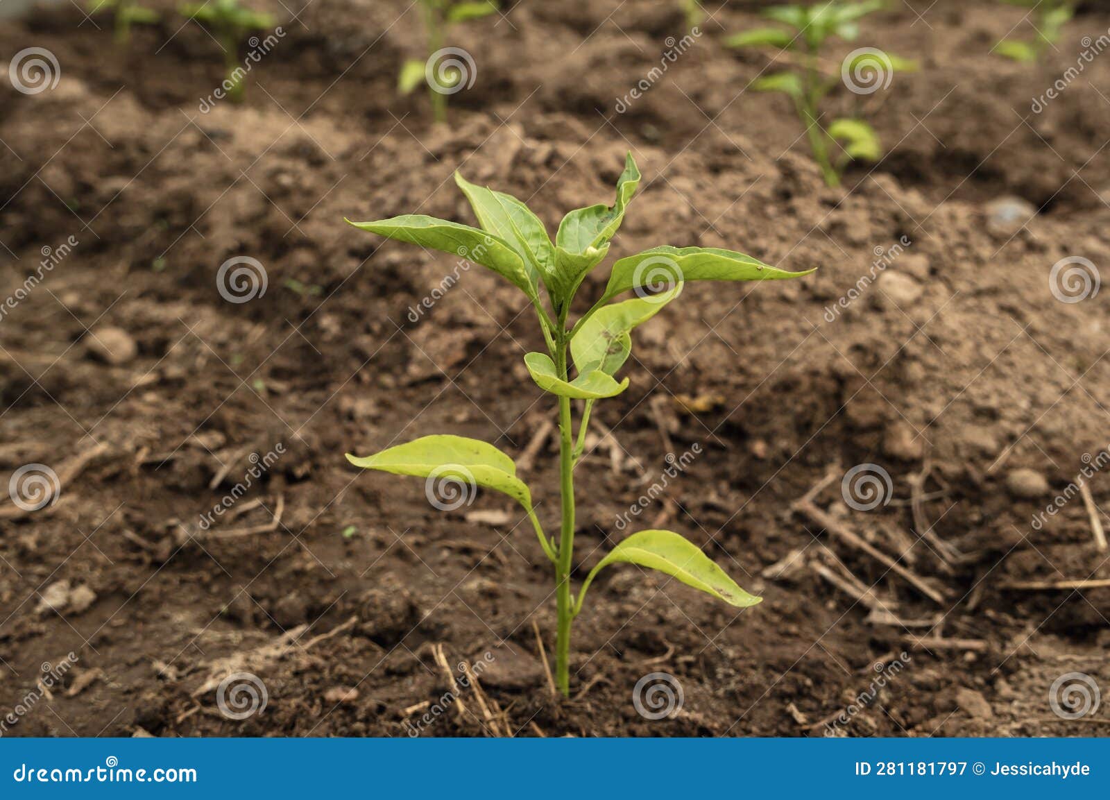 Young Pepper Seedling Transplanted in the Ground Stock Image - Image of ...