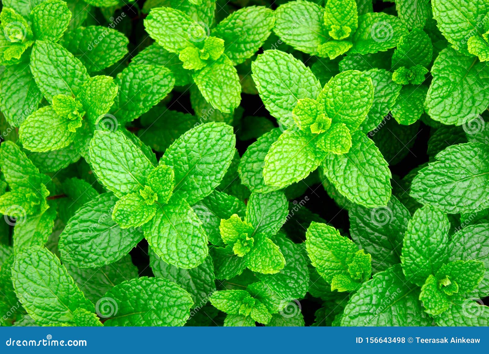 The Young Peppermints Growing in a Greenhouse in Summer Day. Selective ...