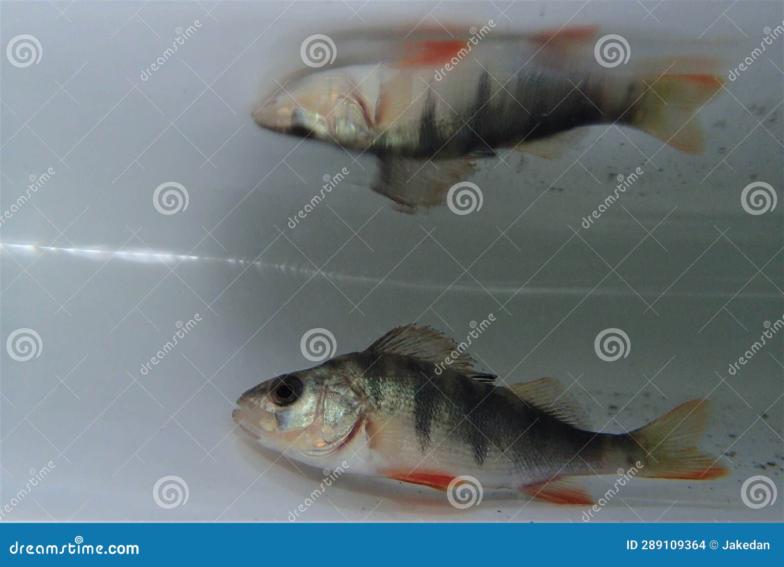 Young Perch Waiting in the Water Alone Stock Photo - Image of perch ...