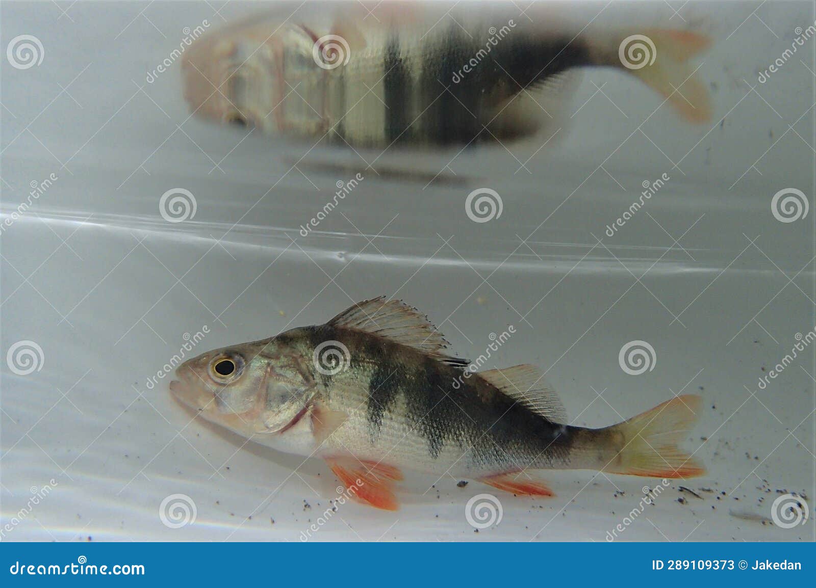 Young Perch Waiting in the Water Alone Stock Image - Image of waiting ...