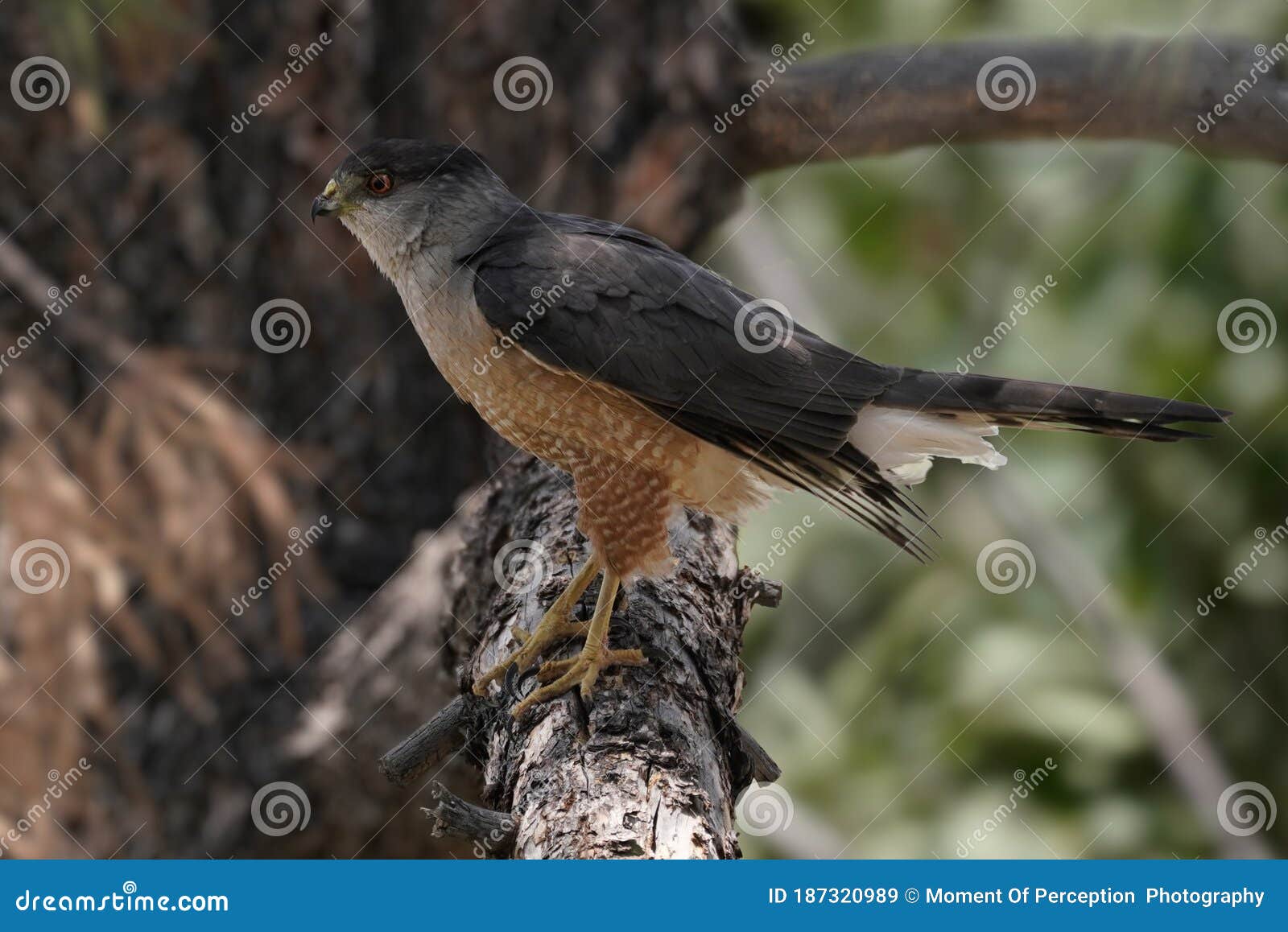 A Young Peregrine Falcon Sitting on a Tree Branch Stock Image - Image ...