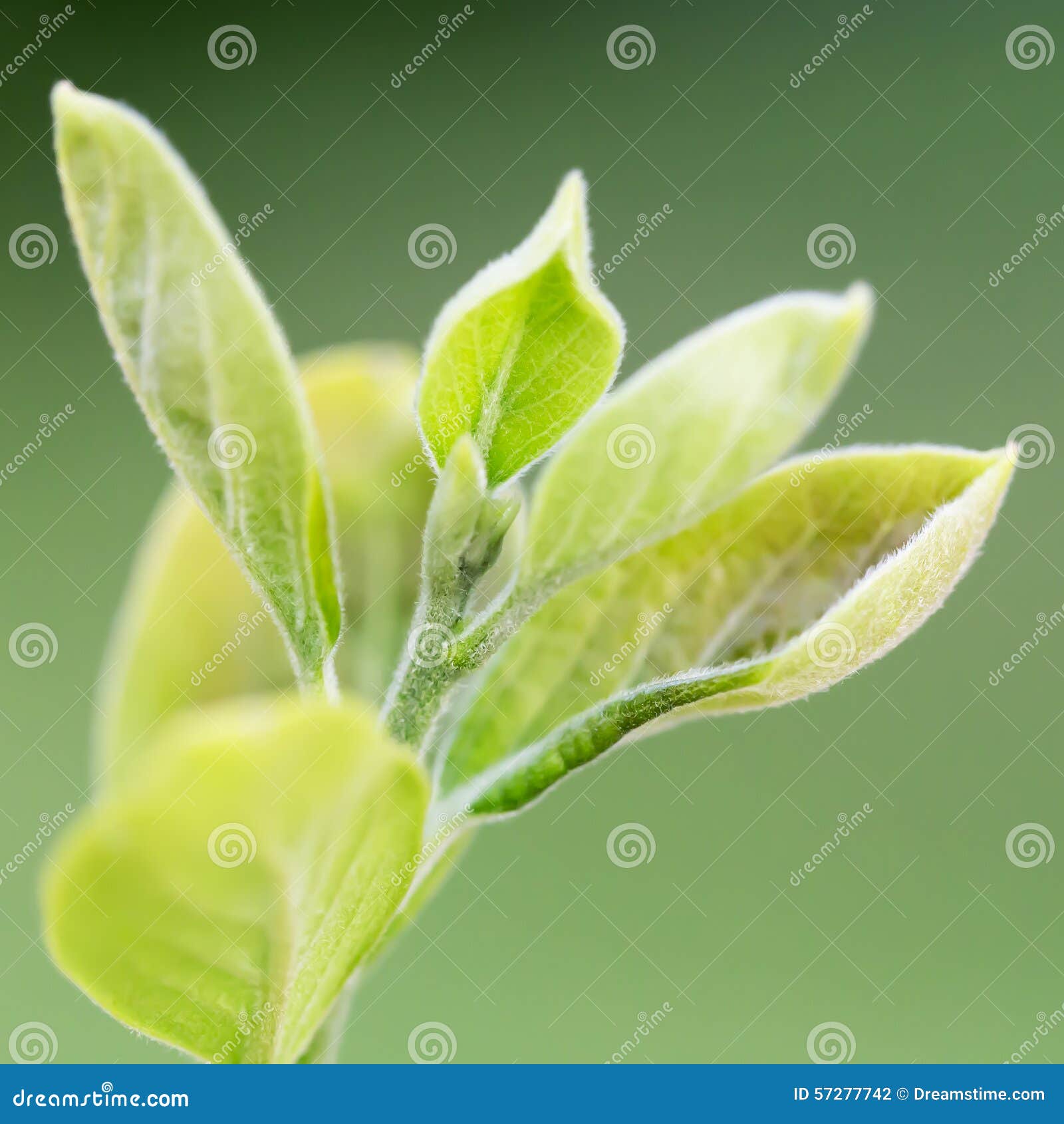 Young persimmon leaves stock photo. Image of elegant - 57277742