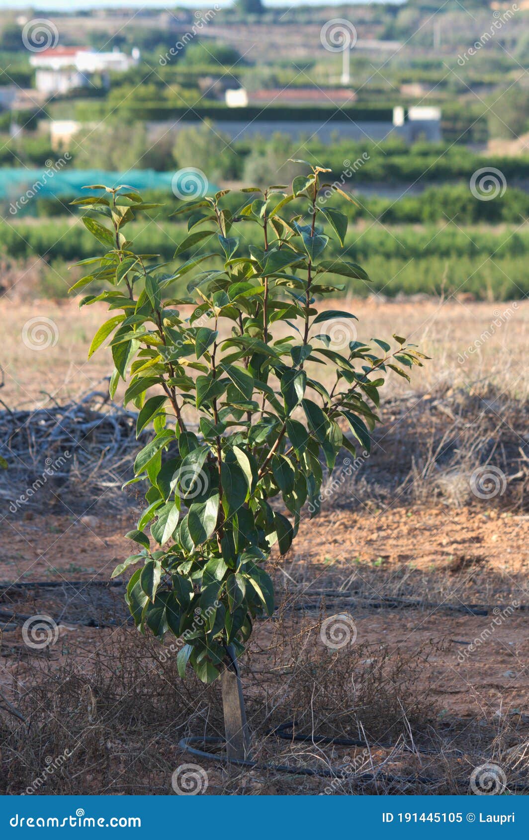 Young Persimmon Tree Planted in a Field Stock Image - Image of fruit ...
