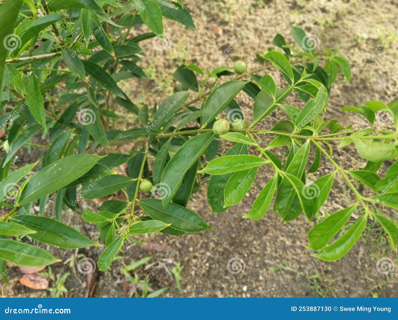 Young Phaleria Macrocarpa Growing Up from the Ground Stock Photo ...