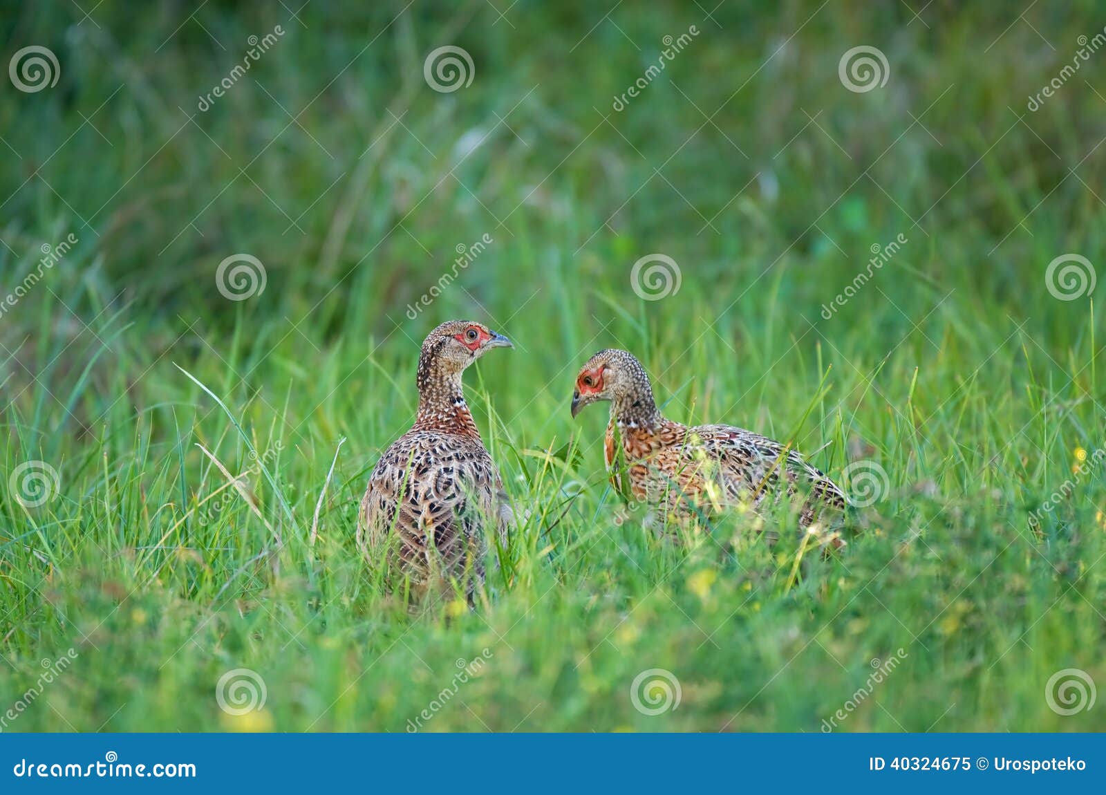Young pheasants stock image. Image of lawn, grass, wing - 40324675