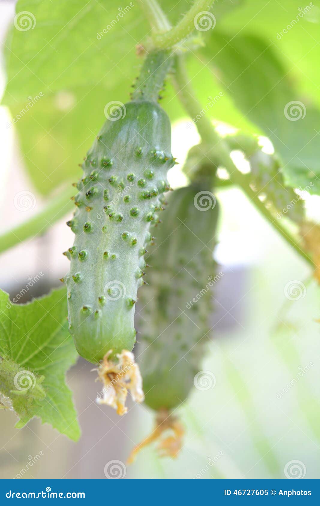 Young pickle tree stock image. Image of cultivation, closeup - 46727605