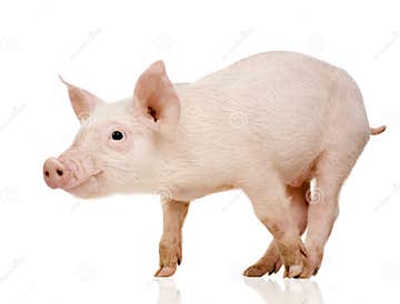 Young pig (+/-1 month) stock image. Image of shoot, pink - 5353589