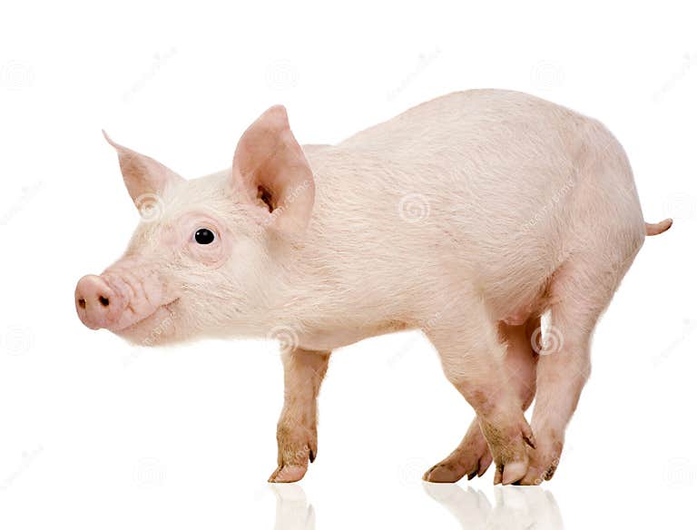 Young pig (+/-1 month) stock image. Image of shoot, pink - 5353589