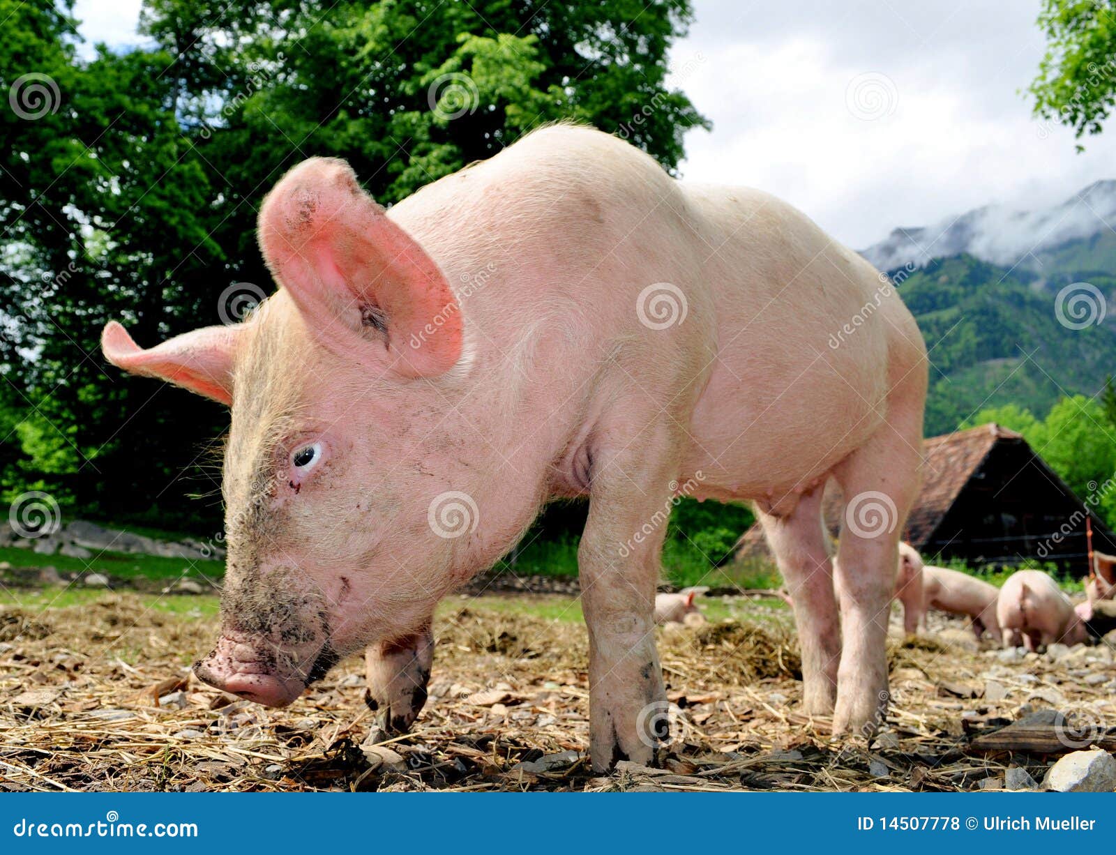 Young pig stock photo. Image of swine, nose, mammal, lovely - 14507778