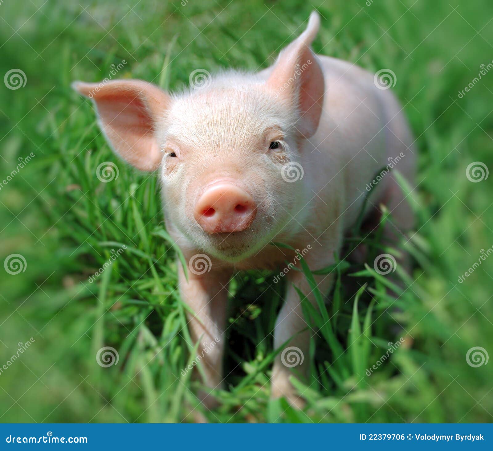 Young pig stock photo. Image of livestock, boar, animal - 22379706