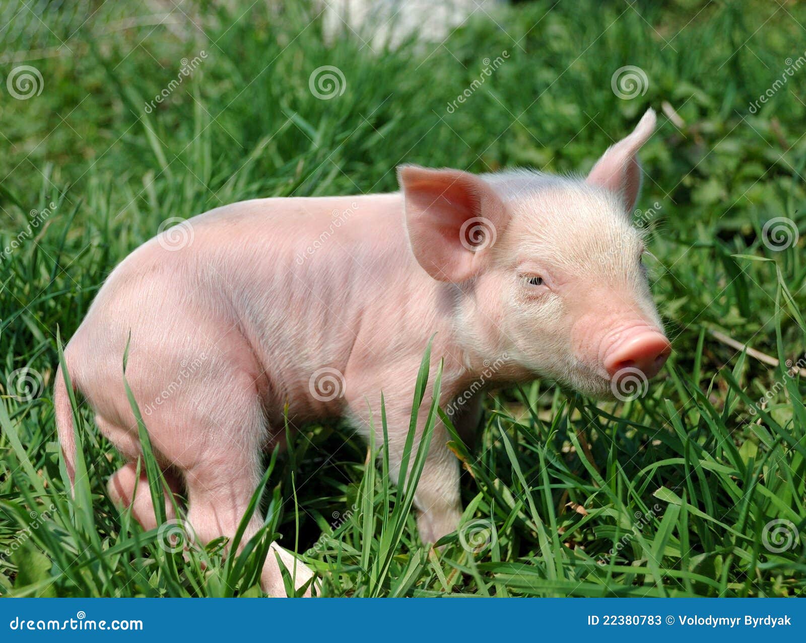 Young pig stock image. Image of background, boar, meat - 22380783