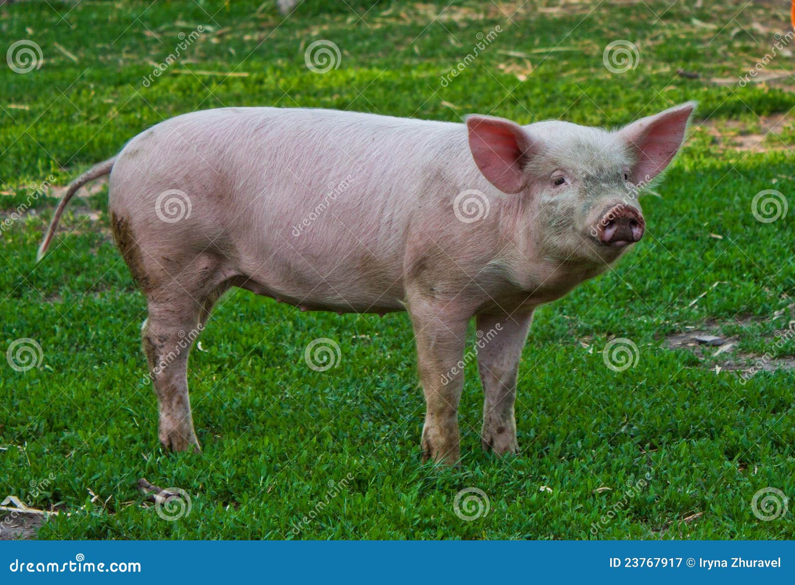 Young pig stock image. Image of population, animals, dirty - 23767917