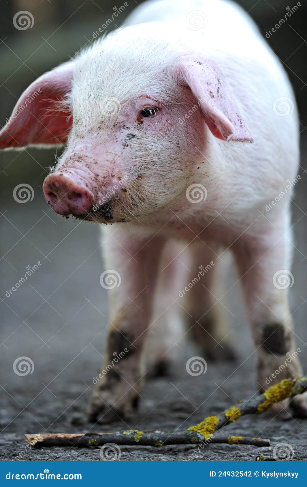 Young pig stock photo. Image of standing, funny, piggy - 24932542