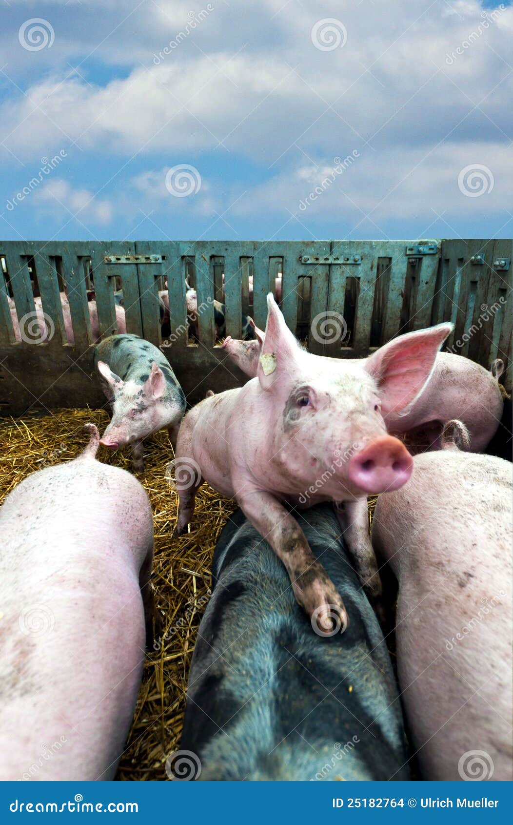 Young pig stock photo. Image of lovely, mammal, young - 25182764