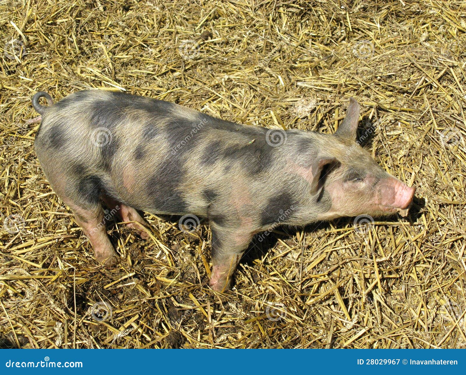 A young pig stock image. Image of natural, farmyard, comfort - 28029967